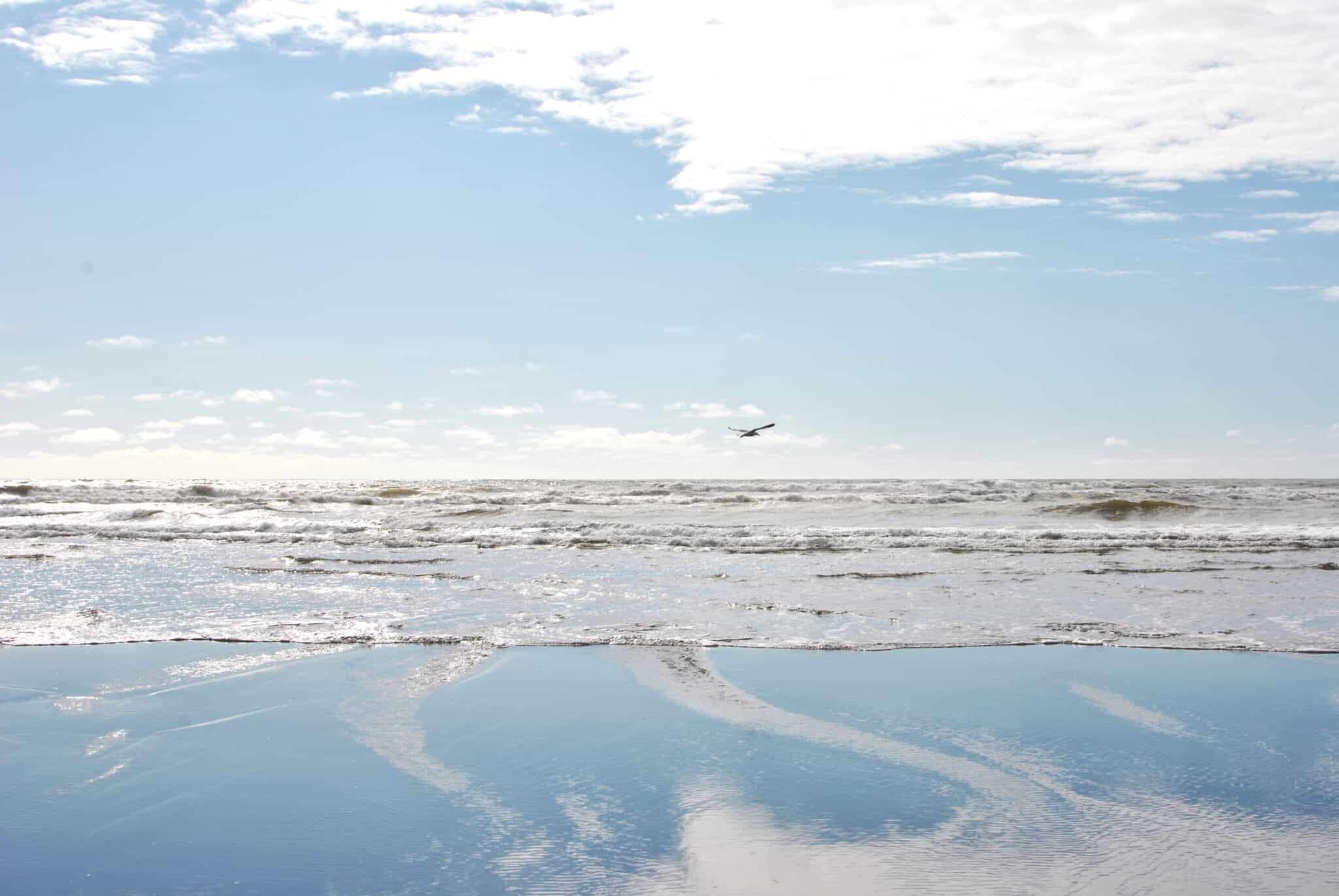 Everything You Need To Know About Razor Clams - The Perfect Tide