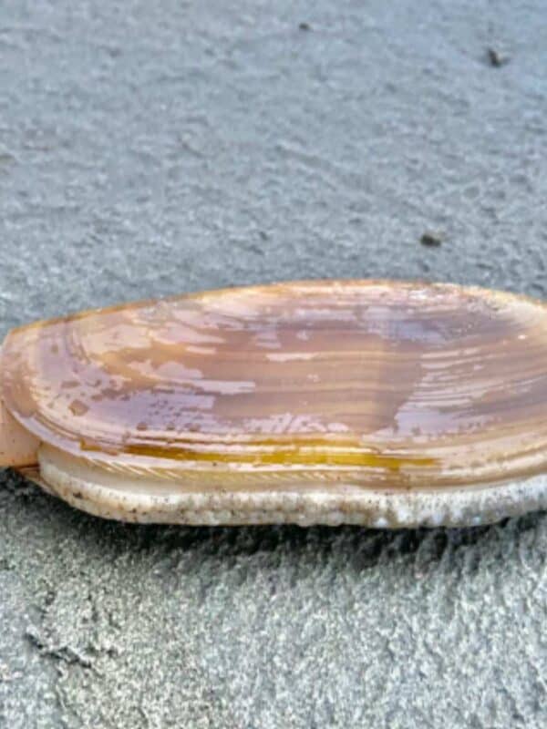 Top Tips For Razor Clamming - The Perfect Tide