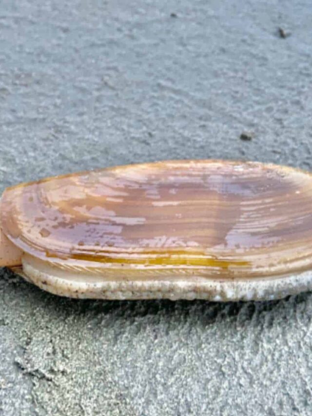 Top Tips For Razor Clamming - The Perfect Tide
