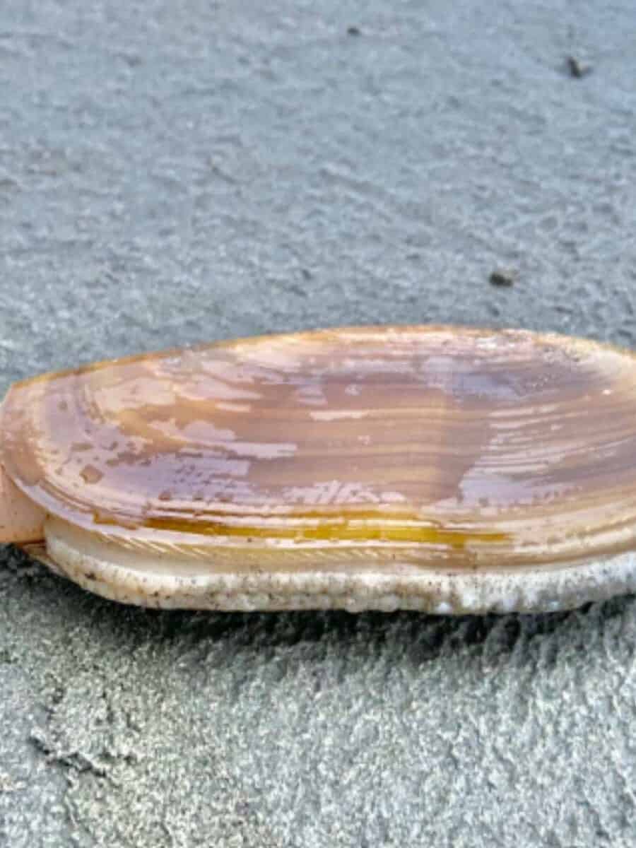 Top Tips For Razor Clamming - The Perfect Tide