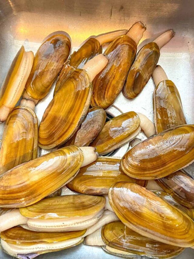 Razor Clamming - The Perfect Tide