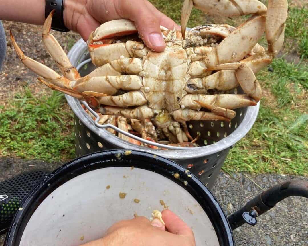 How To Clean, Open and Crack Cooked Crab (& video)