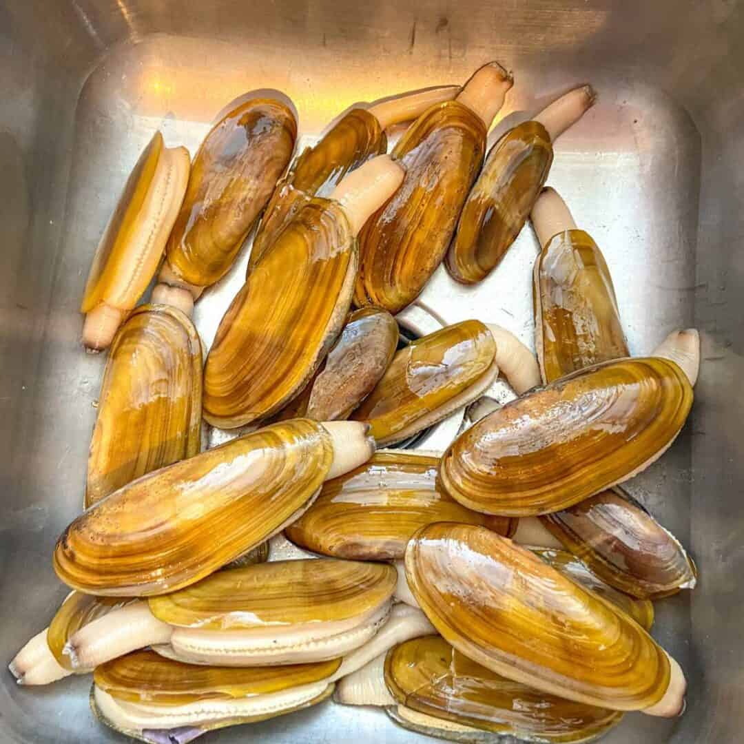 Everything You Need To Know About Razor Clams - The Perfect Tide