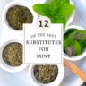 12 Best Substitutes For Mint
