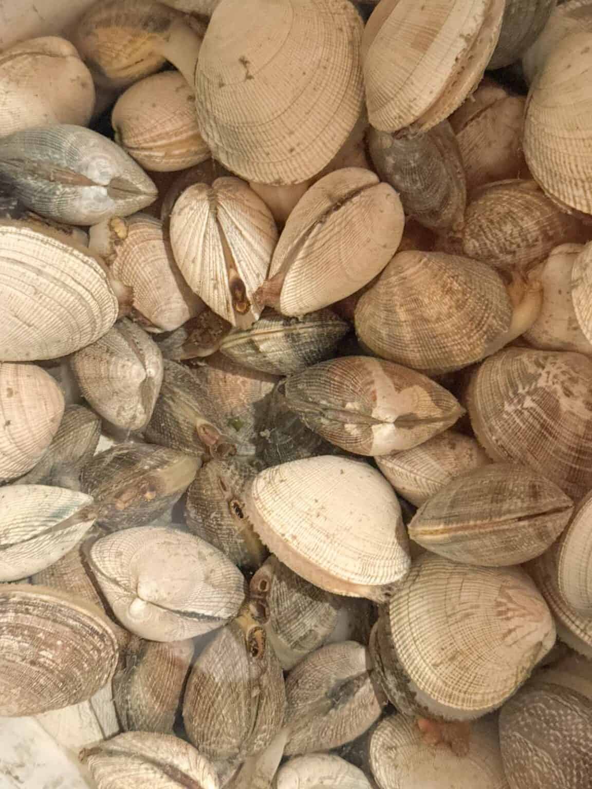 How to Clean Clams (& Purge All The Sand) - The Perfect Tide