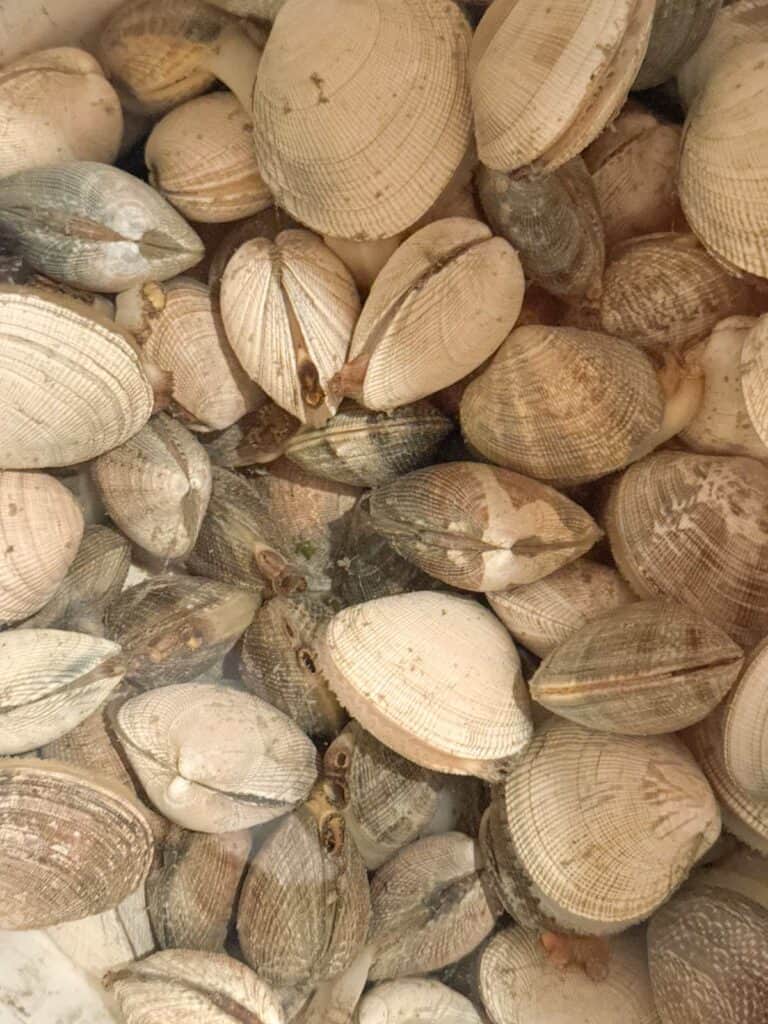 How to Clean Clams (& Purge All The Sand) - The Perfect Tide